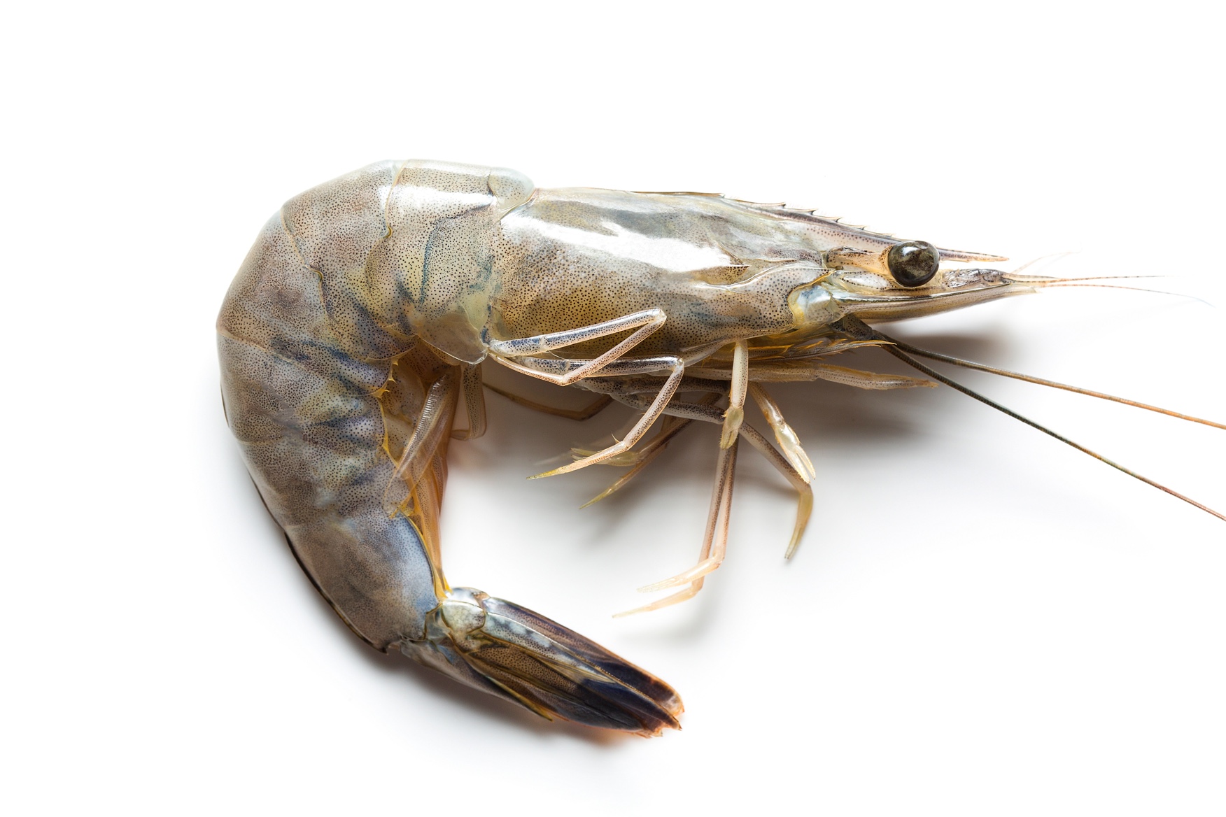 Treasures of the Sea