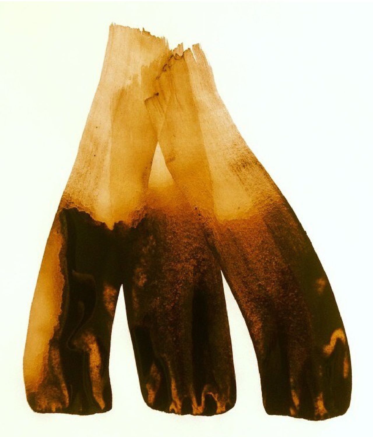 The Wizard of Ink | Tasting Kitchen (TK)