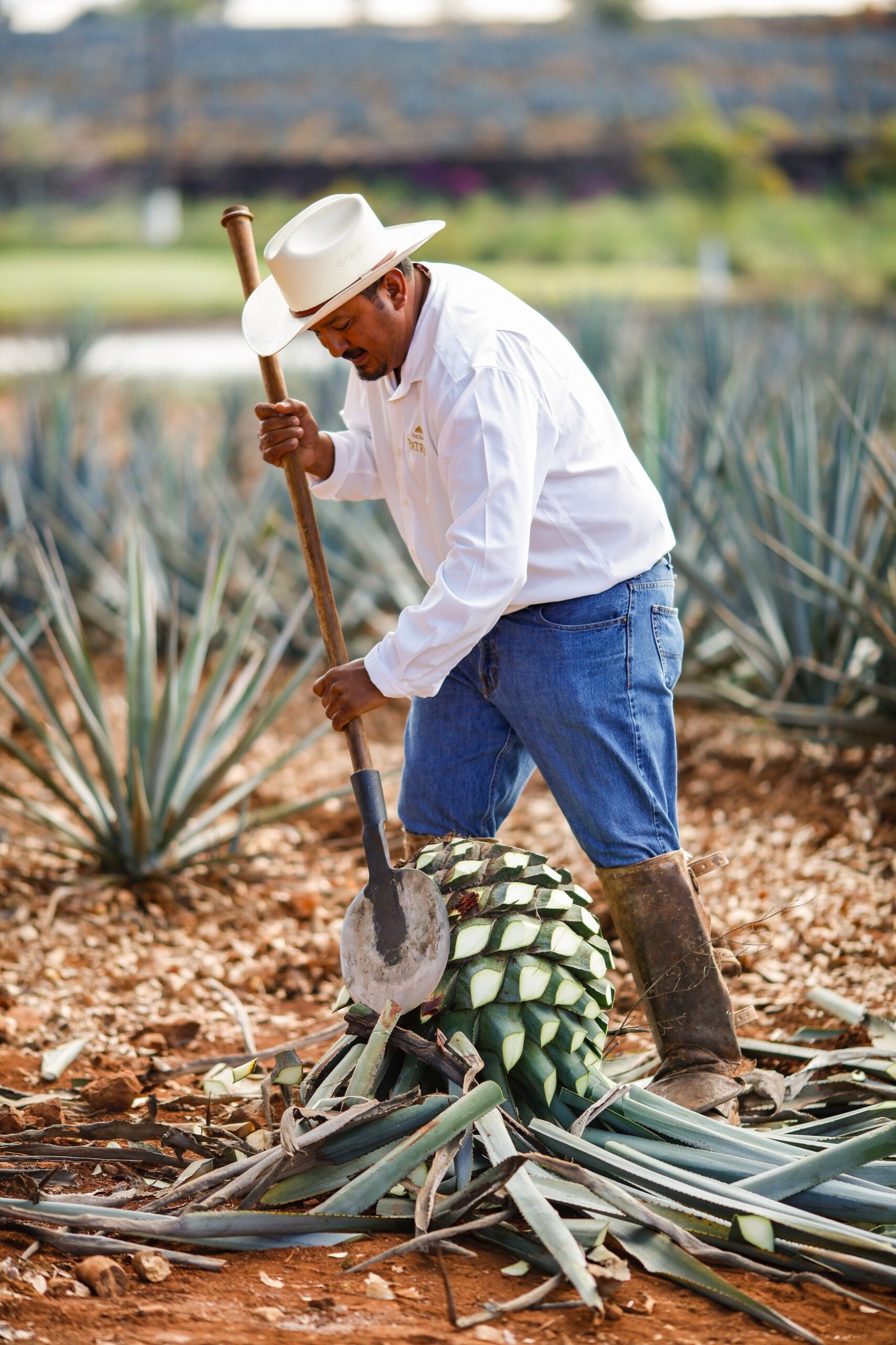 The Many Faces of Jalisco | Tasting Kitchen (TK)