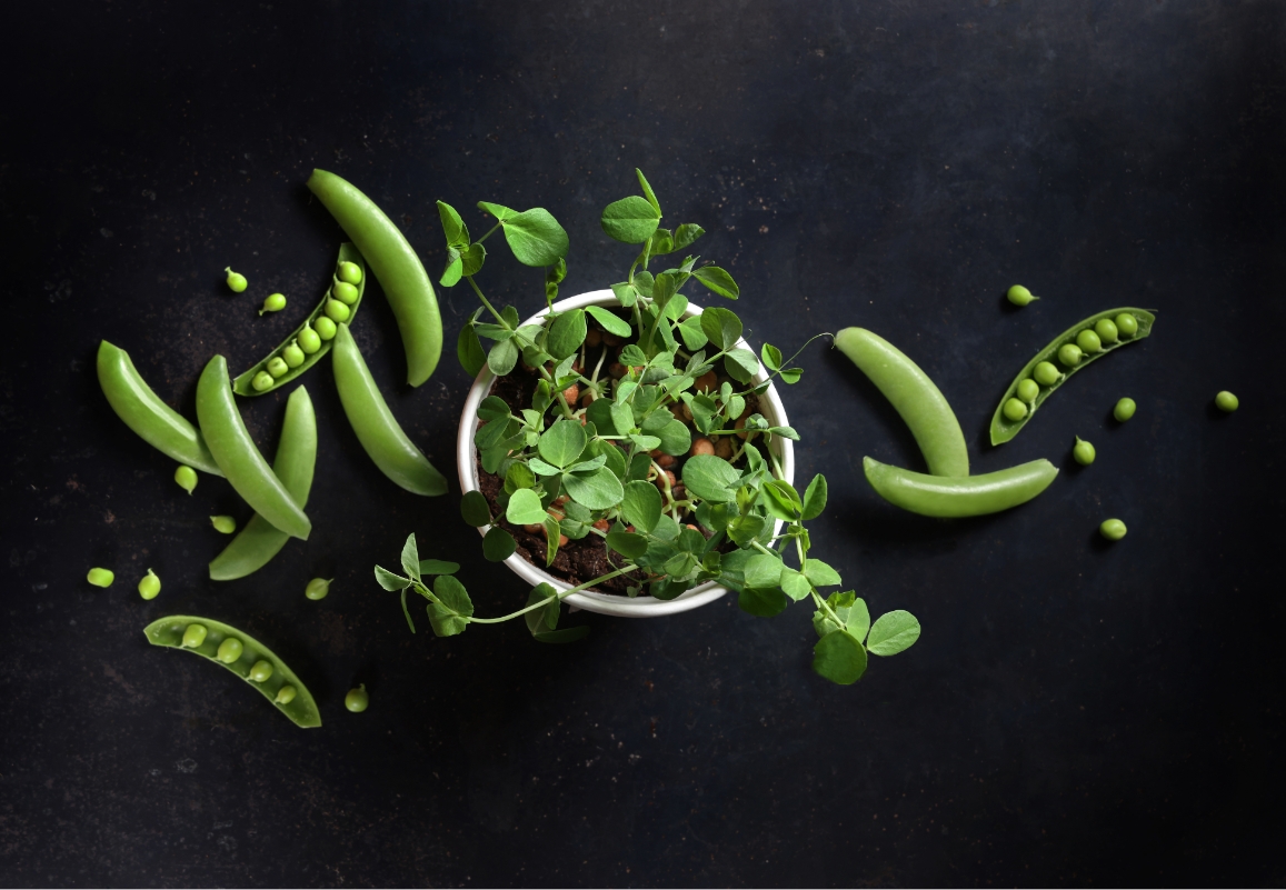 Second Nature | Tasting Kitchen (TK)