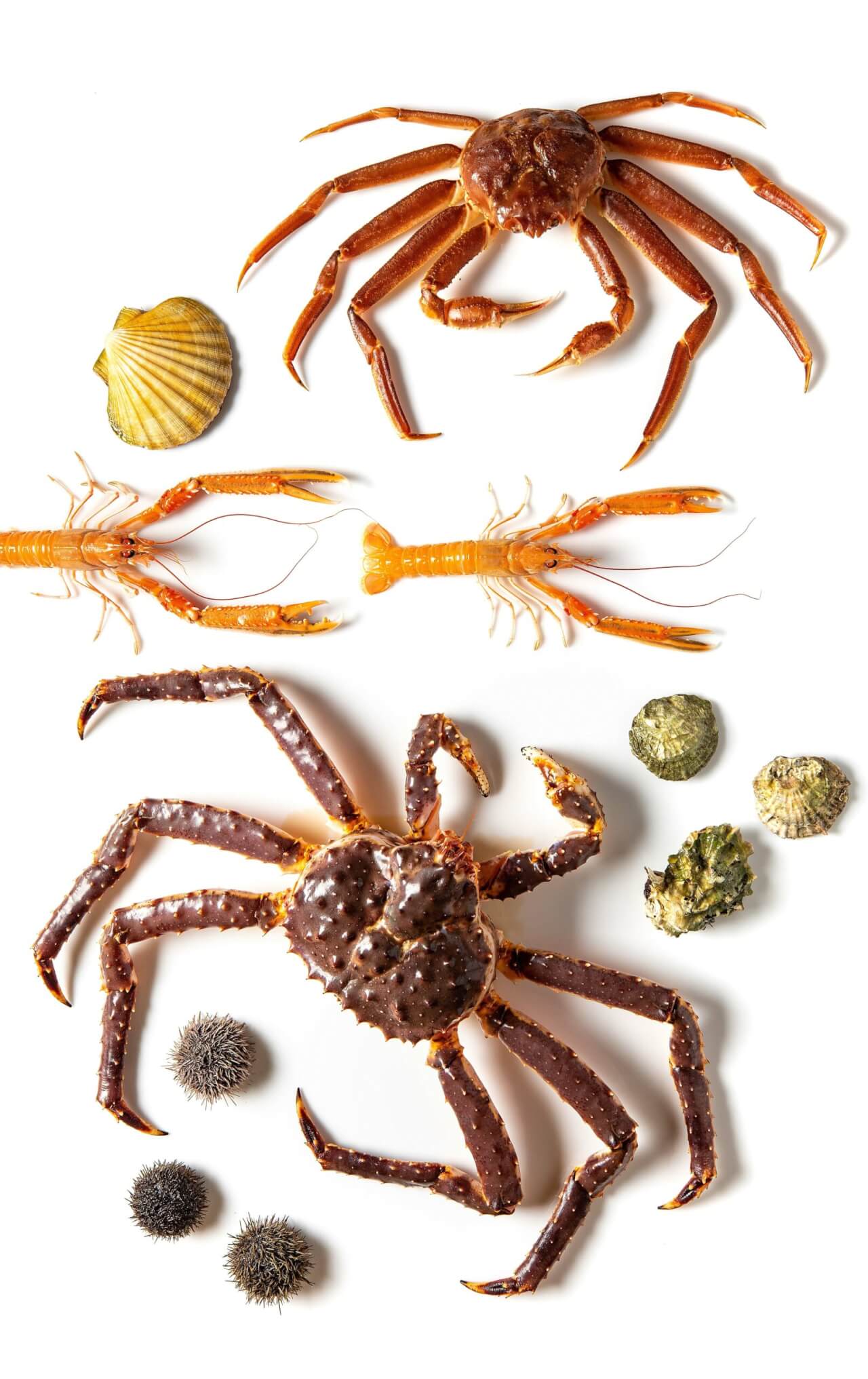 Norway’s Ocean Treasures