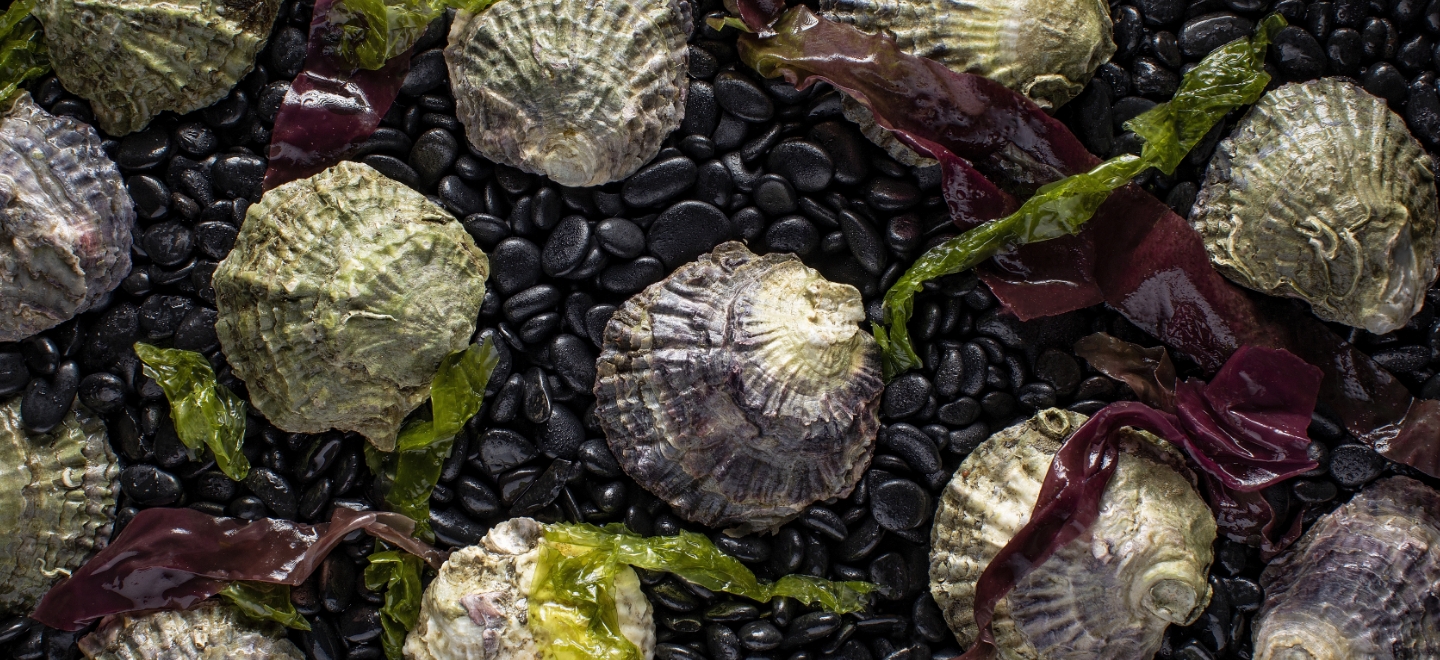 Norway’s Ocean Treasures