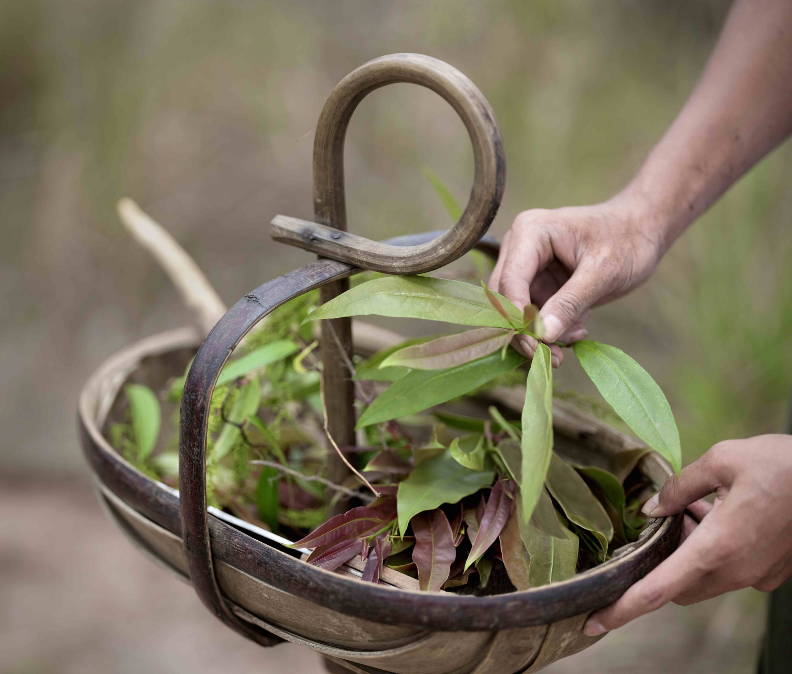 Wildest Dreams | Shinta Mani Wild | Tasting Kitchen (TK)