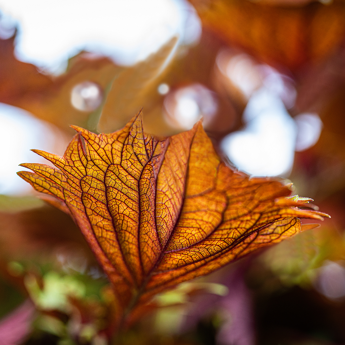 Macau’s Green Star | UTM Educational Restaurant | Tasting Kitchen (TK)