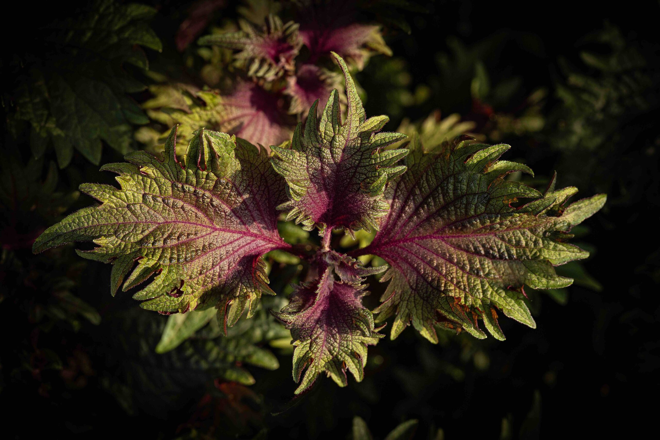 Macau’s Green Star | UTM Educational Restaurant | Tasting Kitchen (TK)